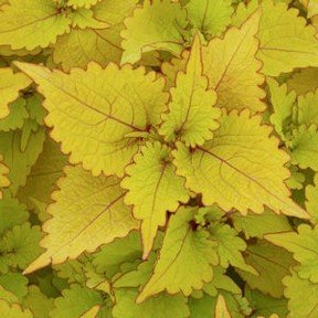 Untitled Document [www.mastergardenerplantsale.org]