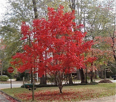 Untitled Document [www.mastergardenerplantsale.org]